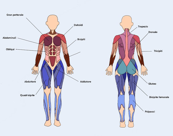 Cosa sono i muscoli?